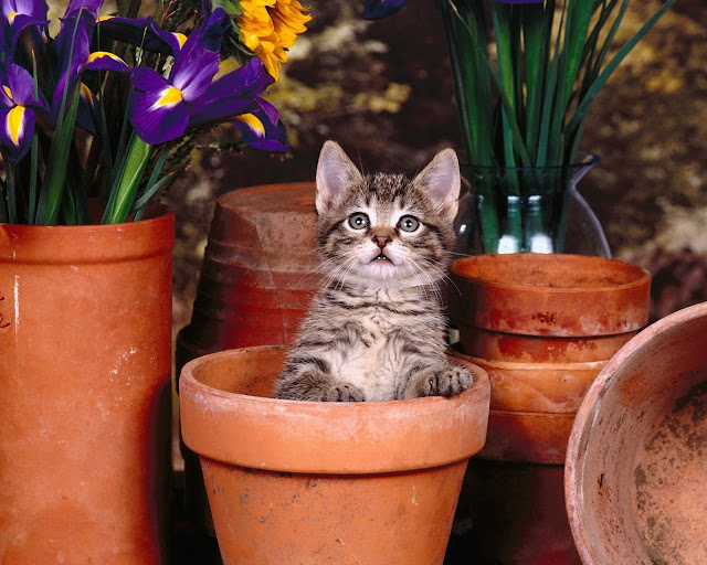 Beautiful dogs and cats wallpapers ~ Amazing World