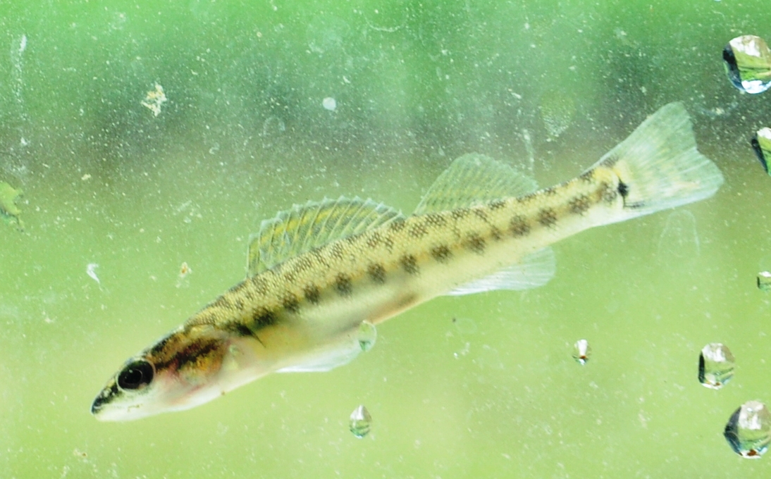 Life on The Edge: Ohio Brush Creek: An interesting valley