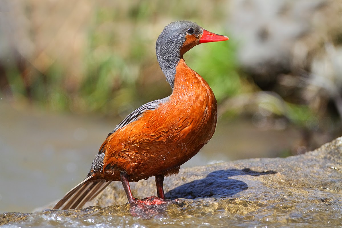 Aves de Patagonia: Pato de Torrente (Merganetta armata)
