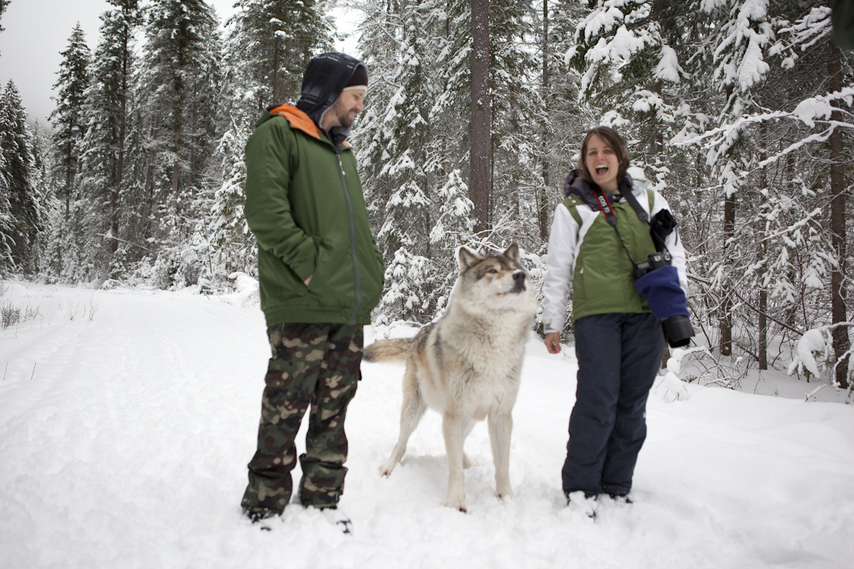 165 days in Canada EH !: Day 140 - Walking with the Wolves