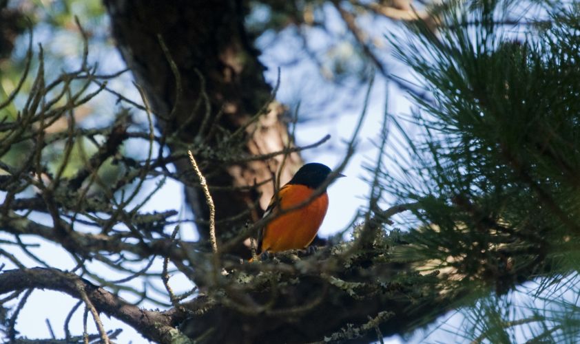 Teratology: Native Birds of Cape Cod