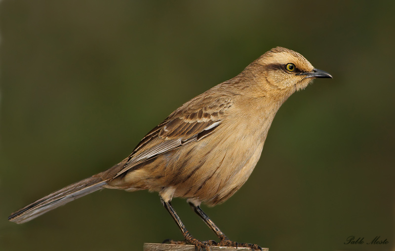 AVES NUESTRAS: CALANDRIA GRANDE