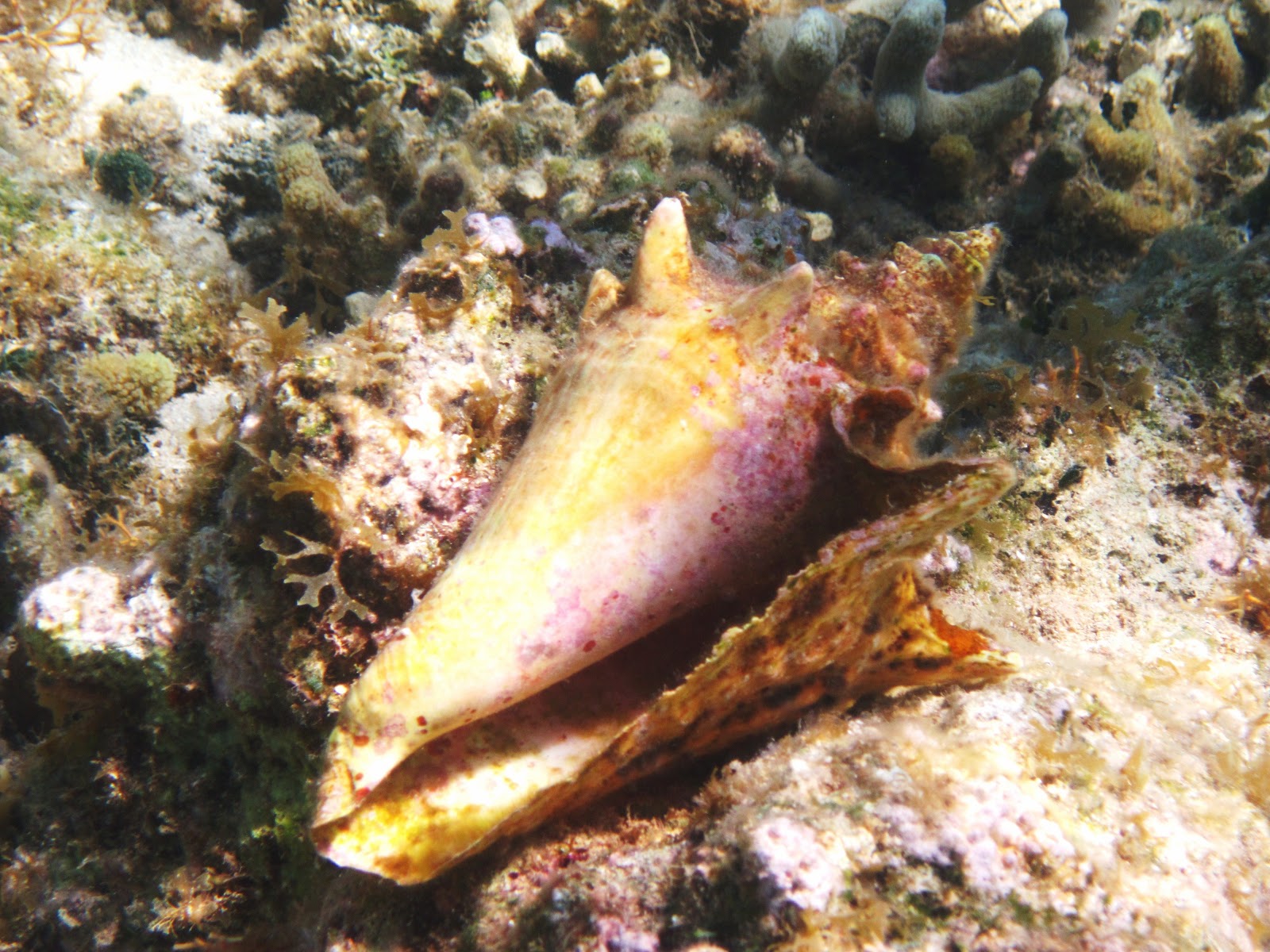 Linward: Roatan - 2012