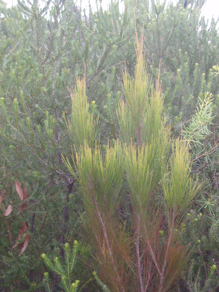 Celebrating: Dharawal National Park | Growing Illawarra Natives