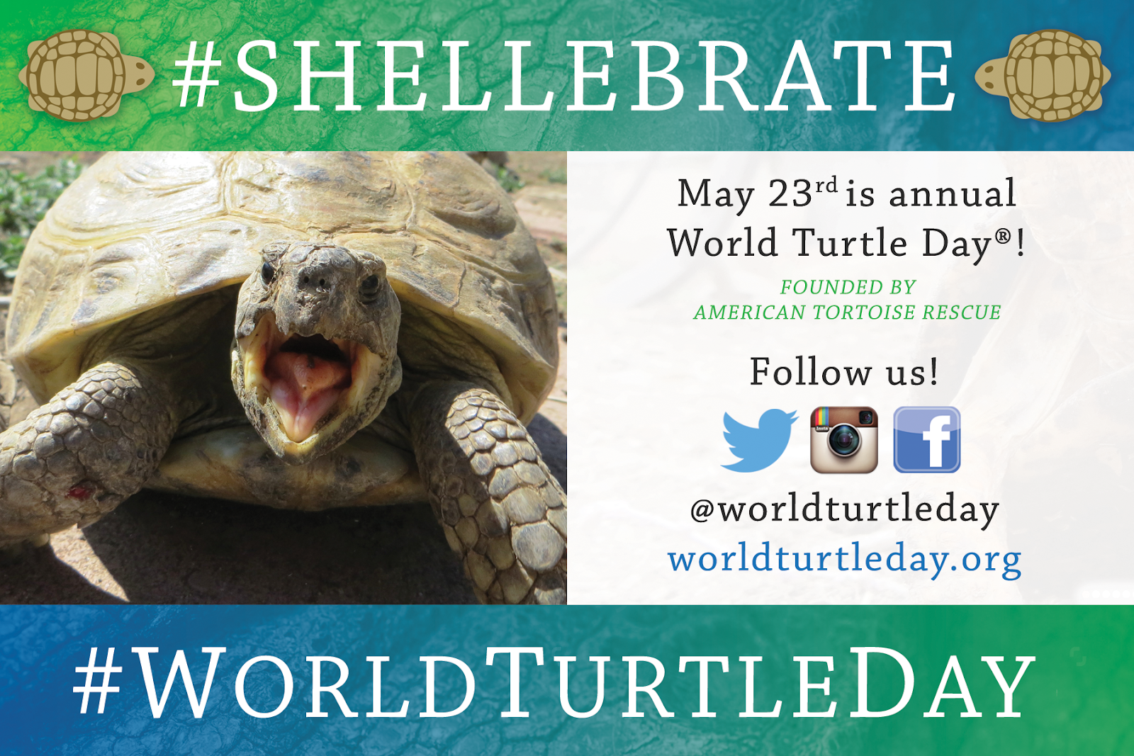 Celebrate World Turtle Day (5/23) with Henry from Squishmallows! | The ...