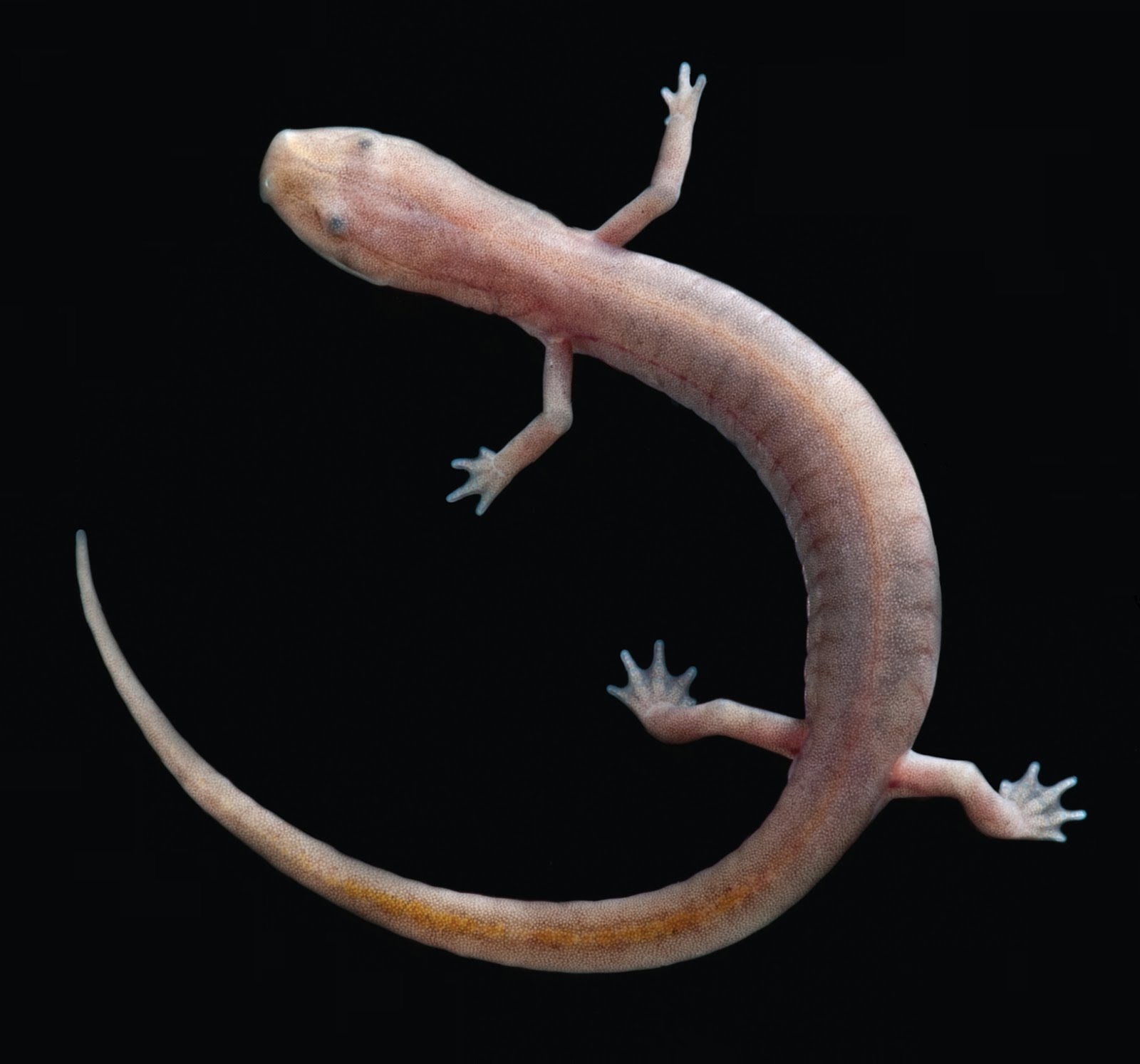 Species New to Science: [Herpetology • 2017] Evolution of Coprophagy ...