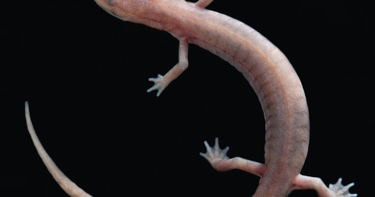 Species New to Science: [Herpetology • 2017] Evolution of Coprophagy ...