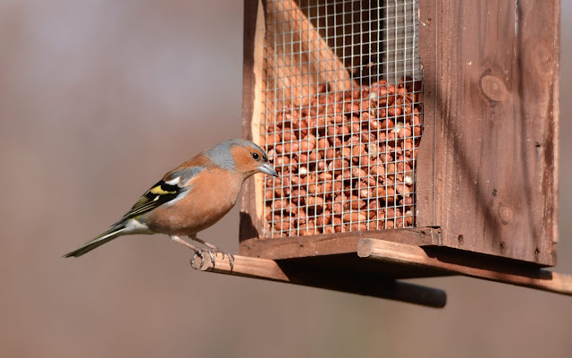 BirdWatch Ireland's Conservation Team blog: Irish Garden Birds - Humble ...
