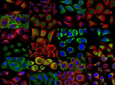 News in Proteomics Research: The Cell Atlas launches officially today ...