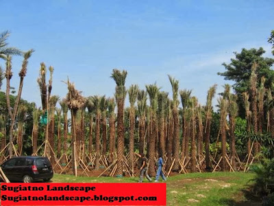 Pohon palm kenari | palem kenari | Tanaman pelindung | harga palem ...