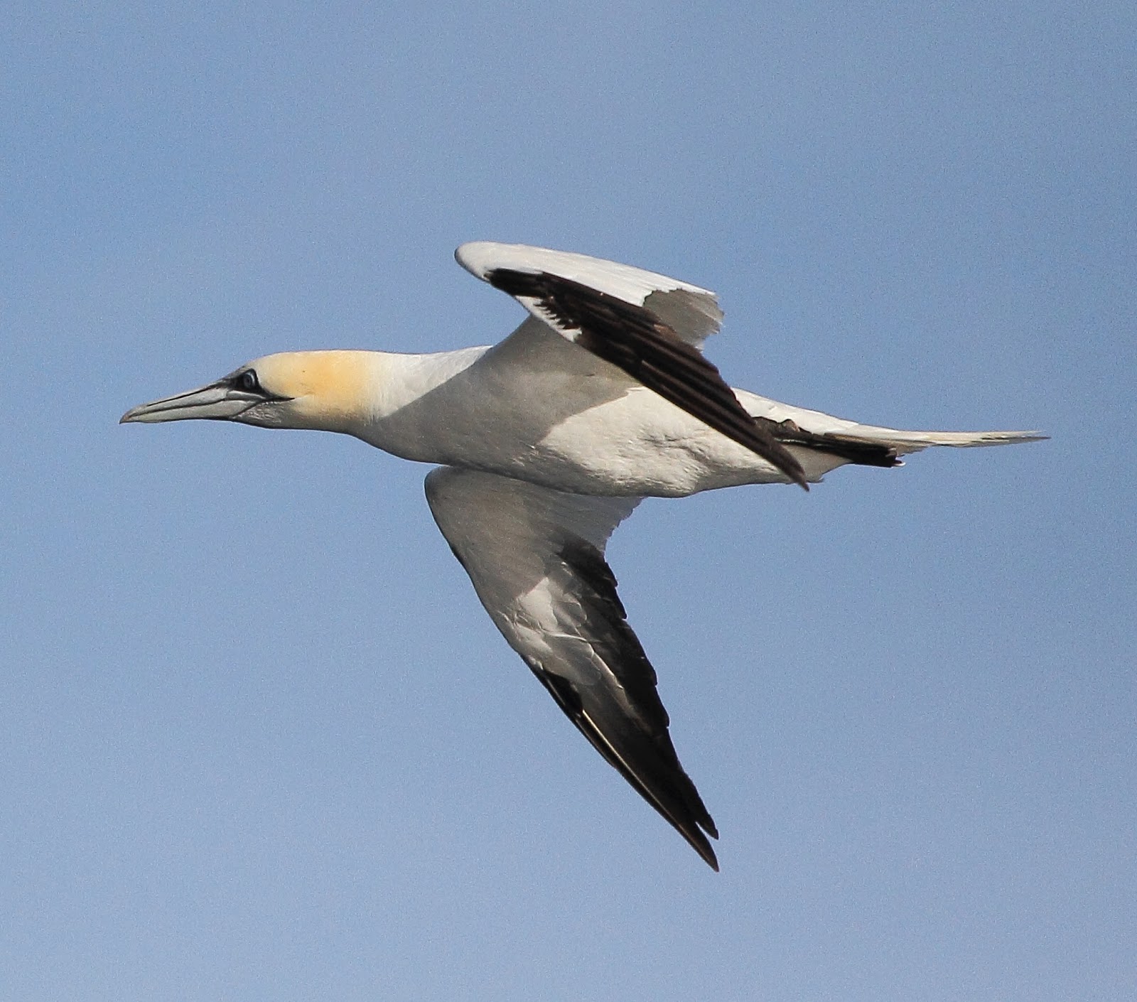 AVESANTURTZI: Aves marinas con Avescantabricas