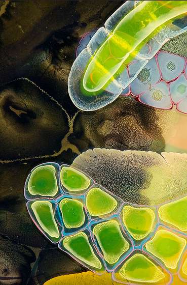 ELLA Universe: Letting it free, morphing paint and resin by Bruce Riley