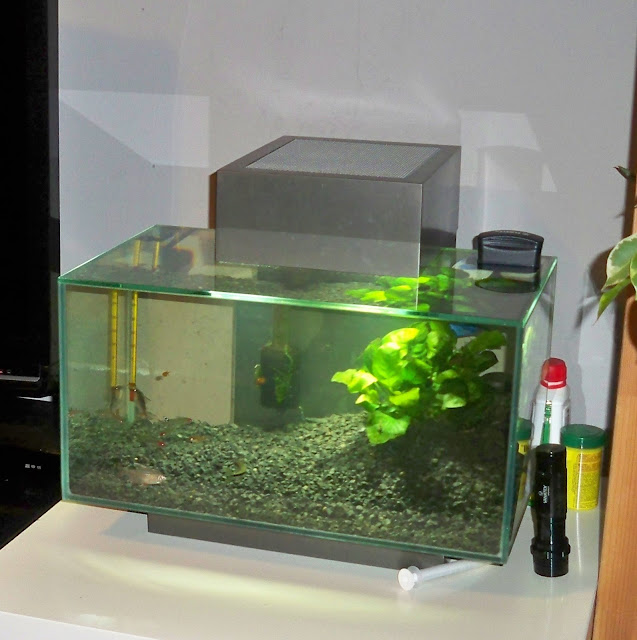 CUBE aquarium: mój Fluval Edge