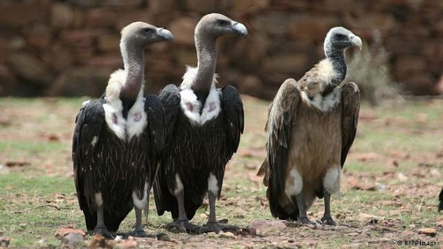 विलुप्ति की कगार पर संपाति और जटायु के वंशज | क्रांतिदूत