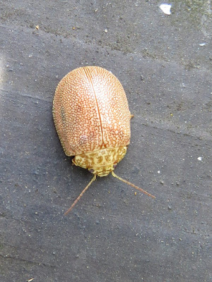 Kite的昆蟲筆記: 【金花蟲科】桉樹龜金花蟲/桉樹金花蟲 Paropsis atomaria (外來種)