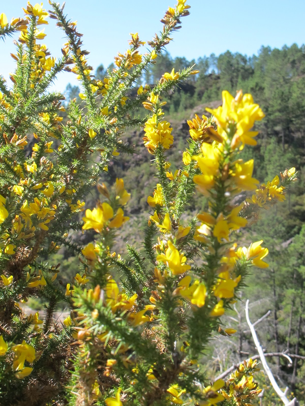 Wild Flora in Gerês: Ulex minor