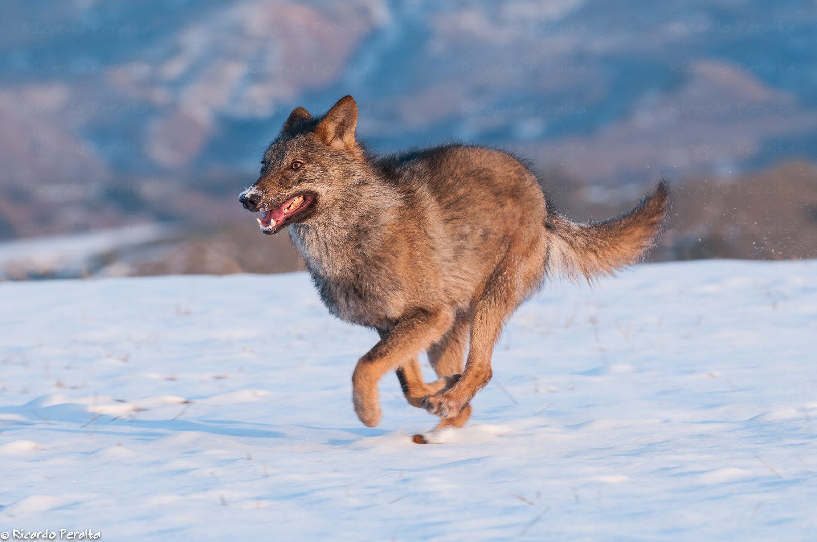 Ricardo Peralta. Fotógrafo de Naturaleza: Lobo Ibérico (Canis lupus ...