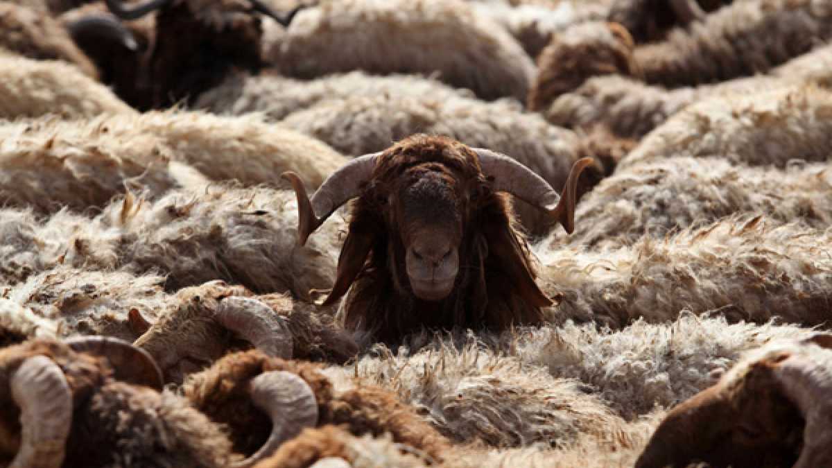 Bible Study: Jewish Praying Tradition and Where Did the Mecca Black ...