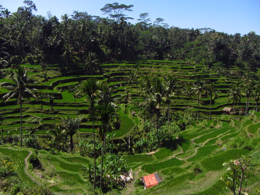 LET'S GO AROUND THE WORLD!!!: KEINDAHAN SAWAH TERASERING DI BALI