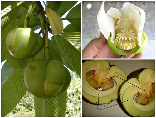 Chalta'r Achaar (Pickled Elephant apple/Dillenia Indica) - A Homemaker ...