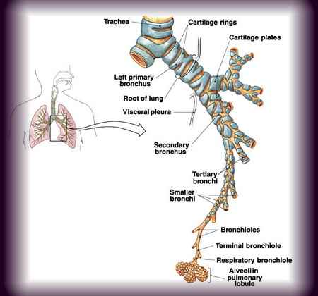 Grace Kaleidoskop: PPOK / COPD
