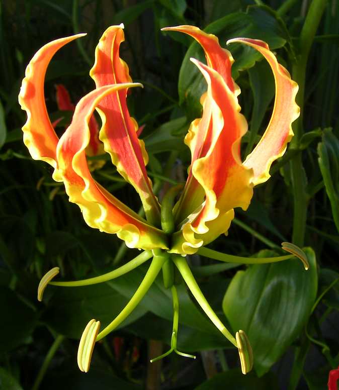 Manfaat Plastik Uv - 7 Flora Hias Untuk Mempercantik Rumah Anda - Lim ...