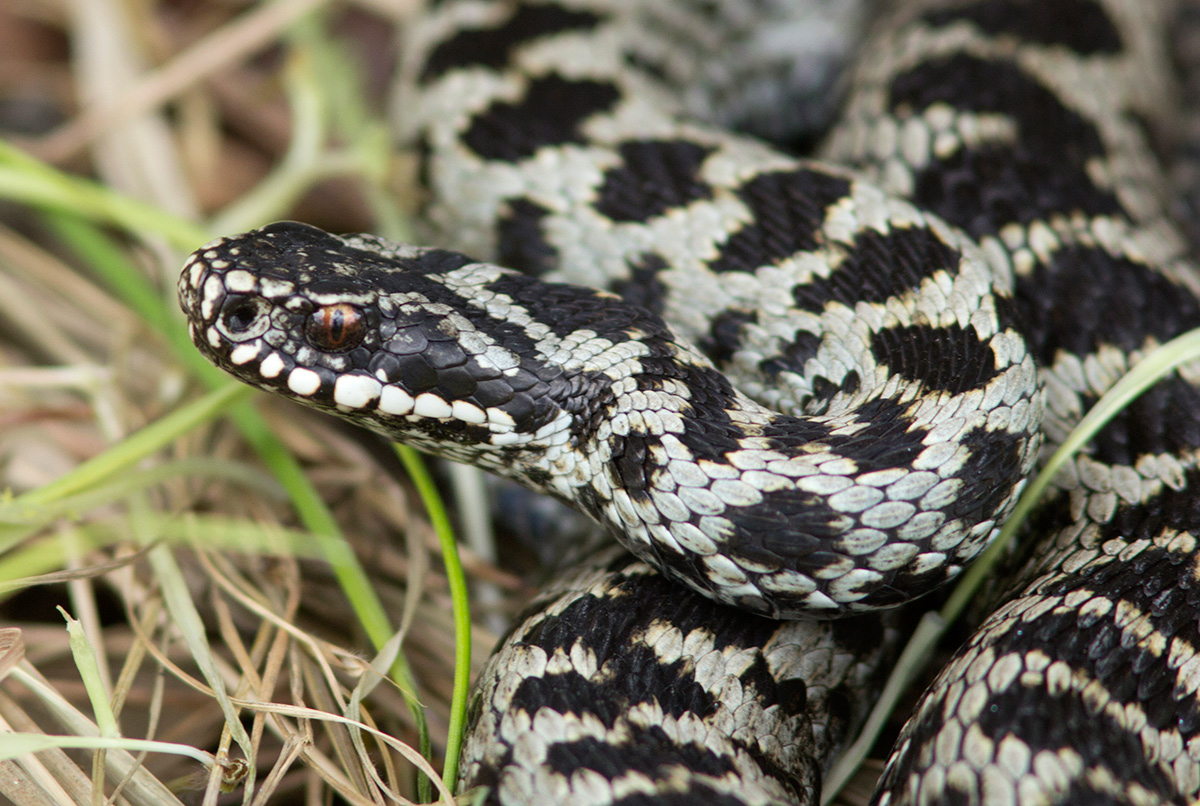 Weedon's World of Nature: Fresh male Adder