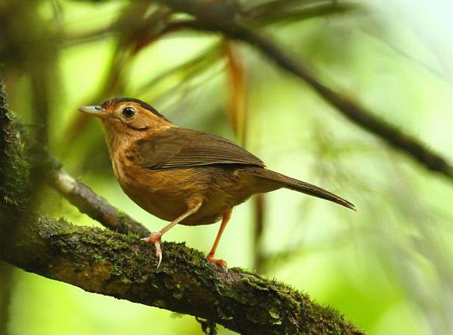 Sri Lankan Endemic Birds: Lanka Mudun Bora Demalichcha - The Brown ...
