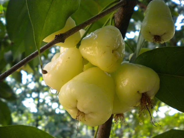 DIET WHAT IT REALLY MEANS!!!!!!!!: WHITE JAMUN (WAX JAMBU) FRUIT