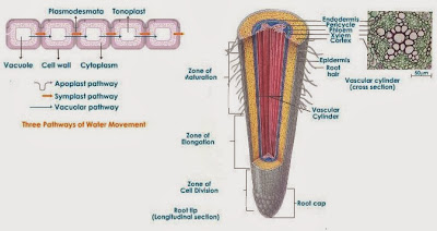 Absorpsi Air dan Mineral | Pendidikan Biologi Universitas Halu Oleo