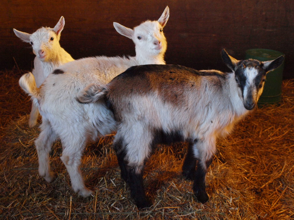 Ohio Thoughts: Keeping Goats