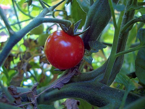 Rain Barrel Garden: Harvesting Spuds + First Ripe Tomato!
