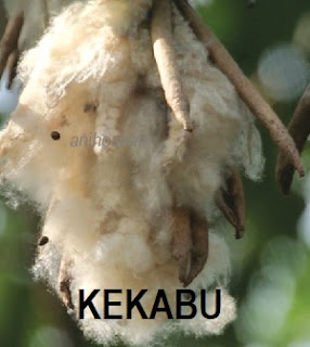 Anim Agro Technology: KEKABU - SATU YANG PERLU ANDA TAHU