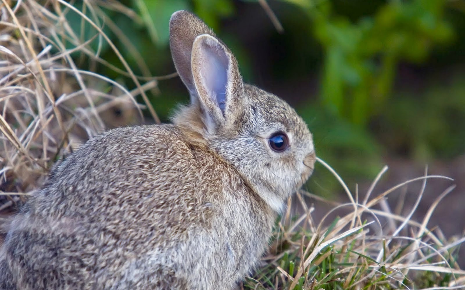 Rabbit Wallpaper Free Download ~ HD WALLPAPERS