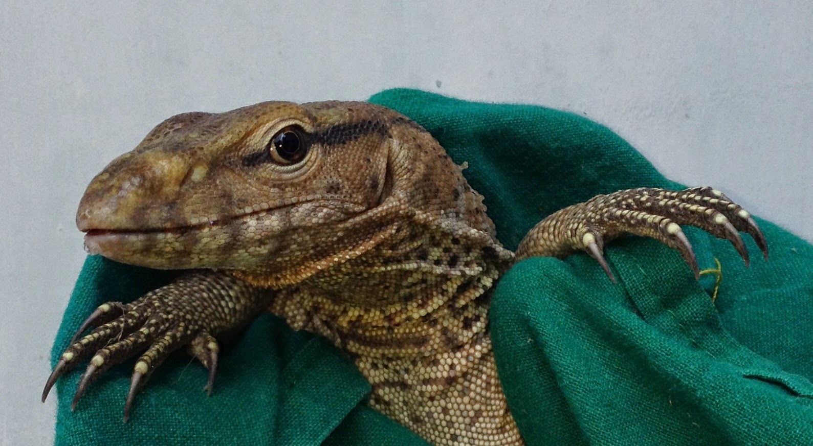 Wings & Fangs Conservation Trust: Monitor lizard ( goh,gho )