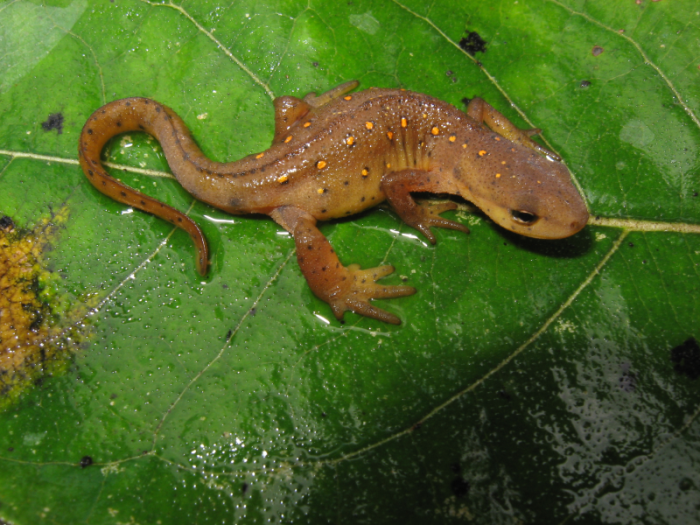 Cikgu Aja: Haiwan Amfibia