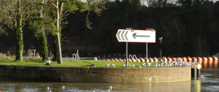 Burton Joyce Blog: New Years Day 2013 Trentside/Gunthorpe Lock