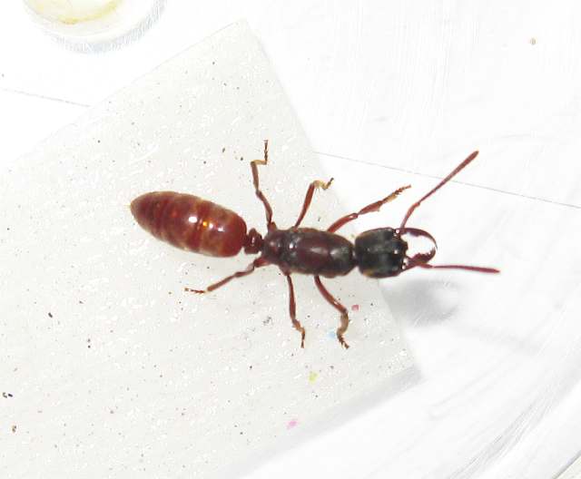 Photos and Info on Ants and Termites of Malaysia: Buniapone amblyops