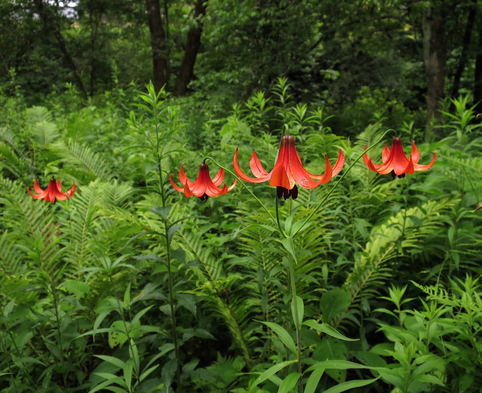 Saratoga woods and waterways: Lovely Lilies Along the Creek