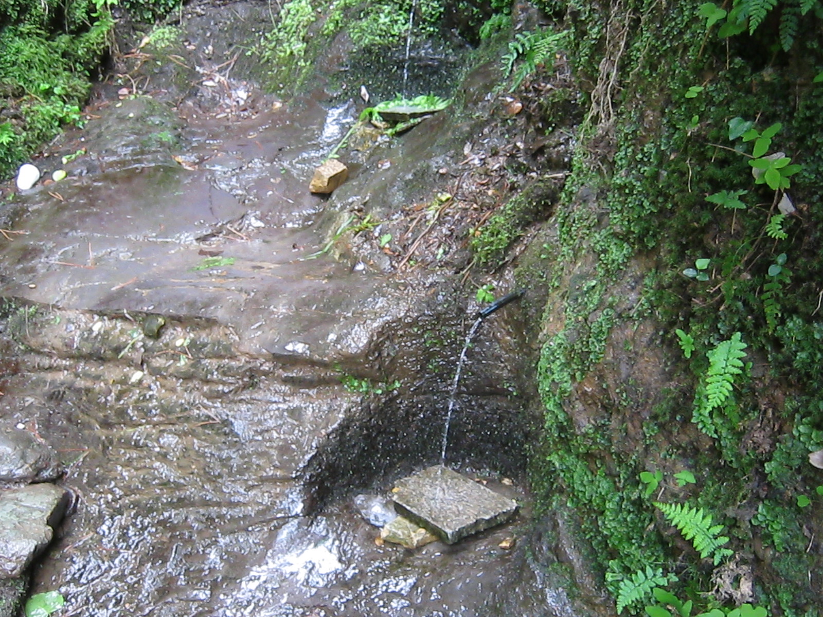 L'alba sulla collina: PADULE DI BIENTINA : fra natura e memoria