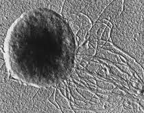 Crena-What?!: Crenarchaeota