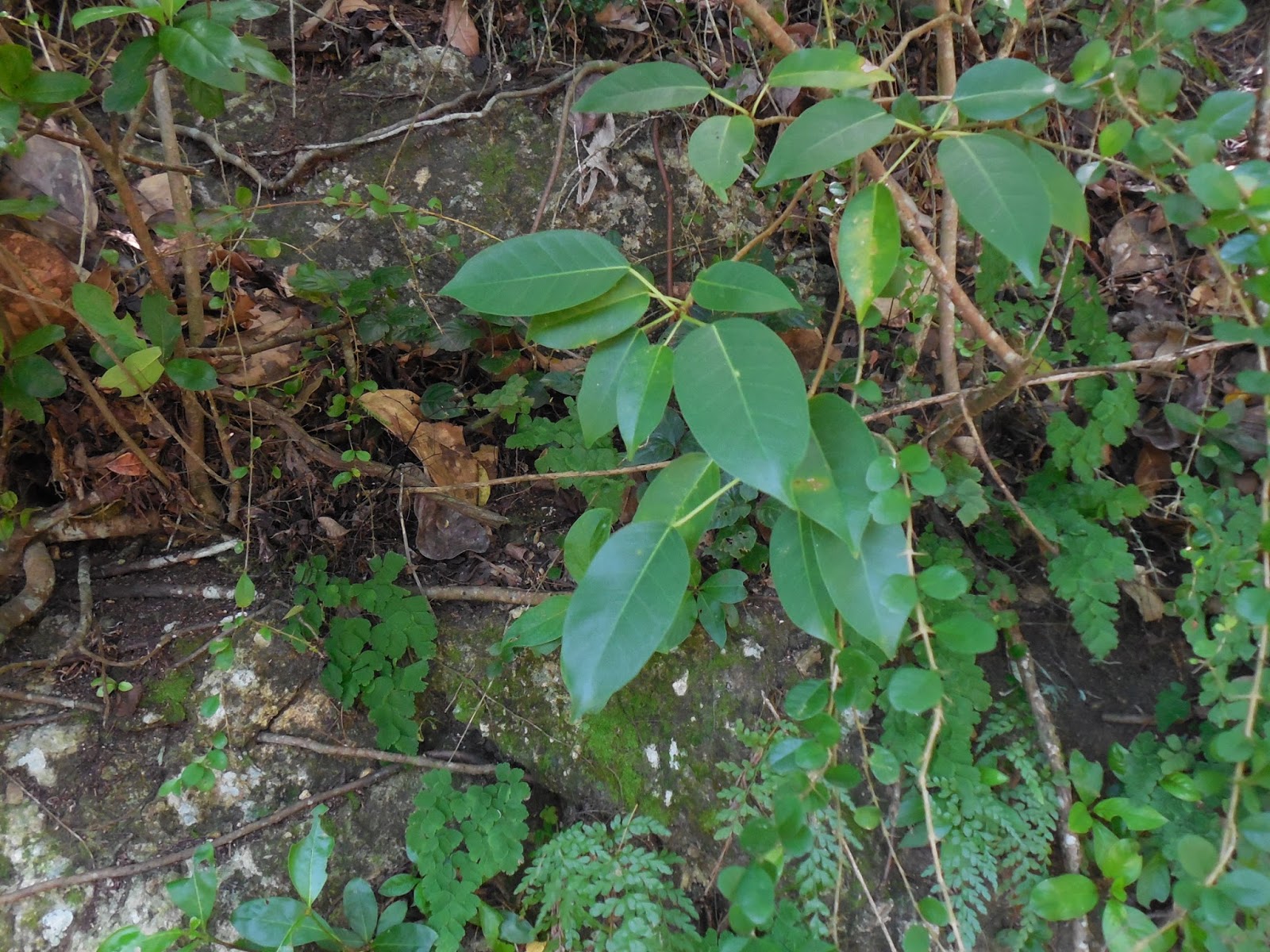 INVENTARIO DE ESPECIES EN EL SECTOR EL PASTILLO ISABELA, PUERTO RICO ...
