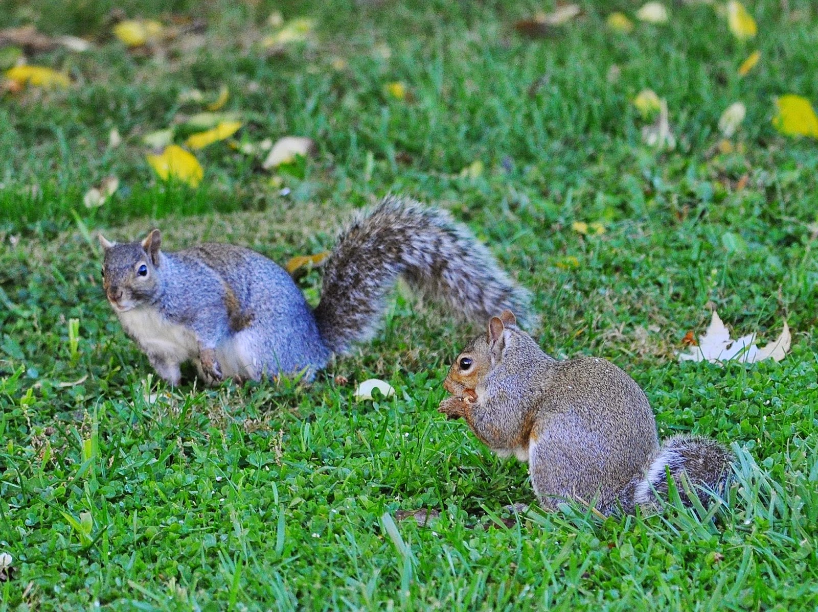 Bug's Eye View: Squirrel Wednesday