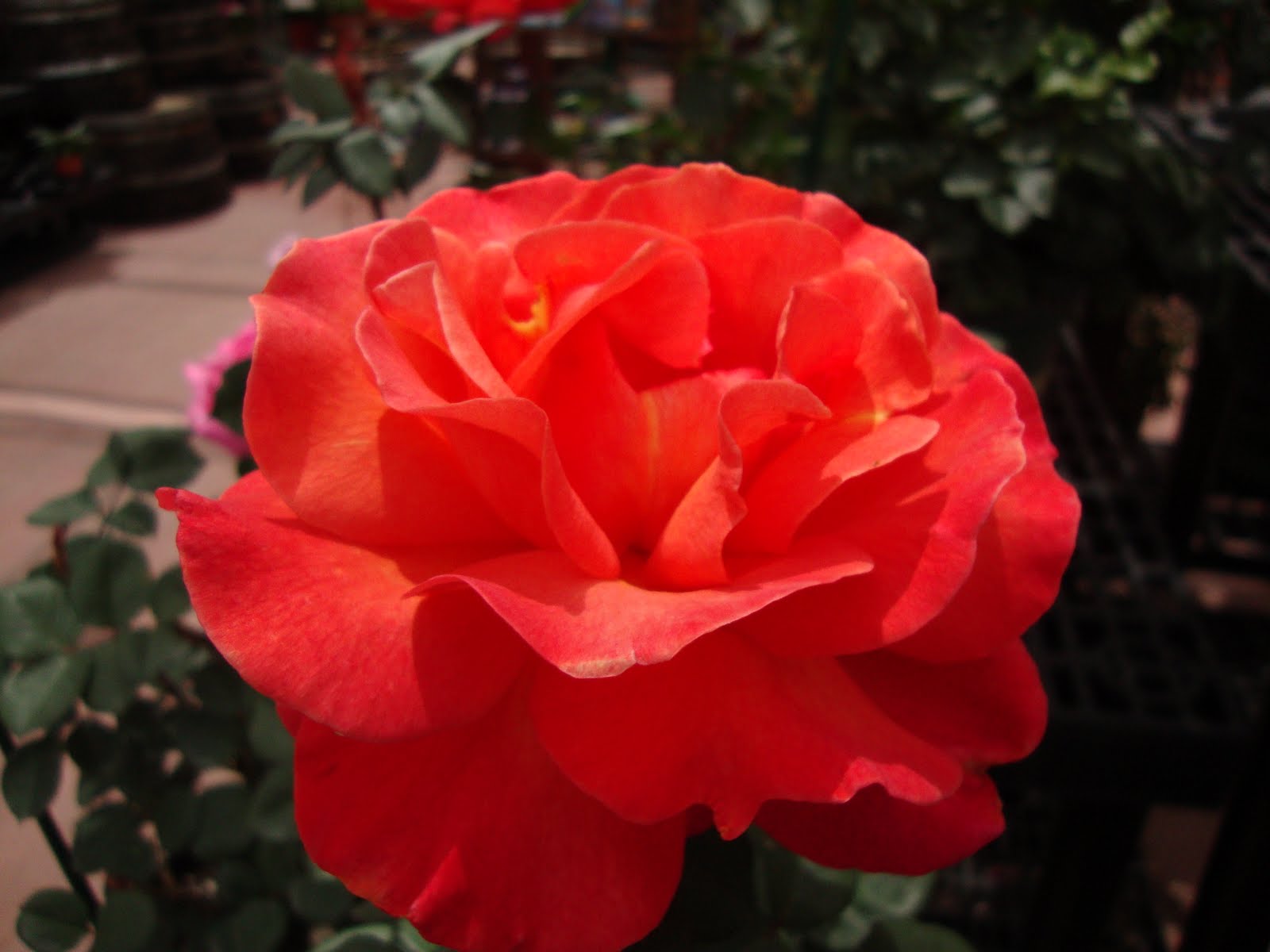 Roses, Color and Light: The Sedona Rose