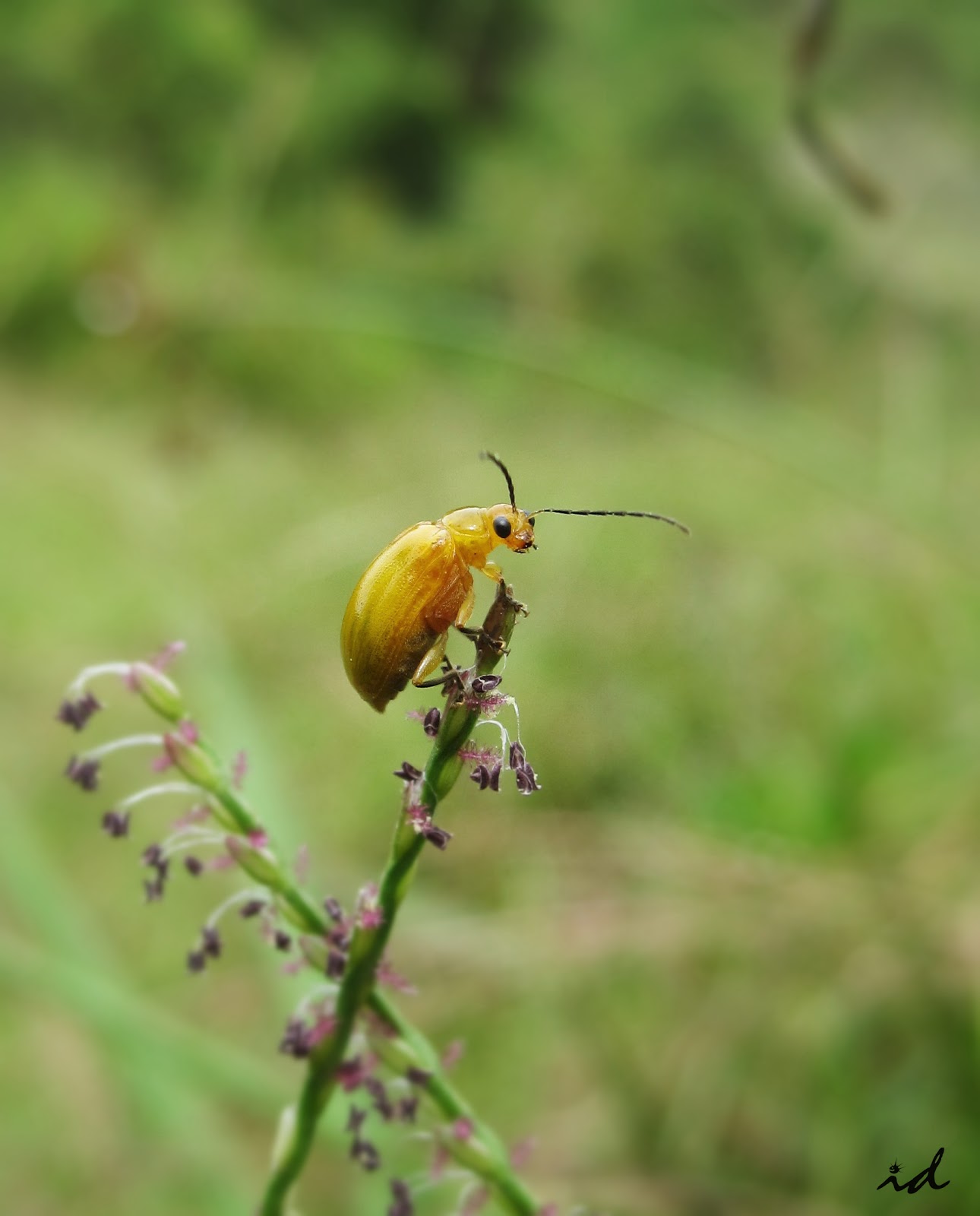 Indonesian Bugs & Others: Flea Beetle from Situ Cileunca