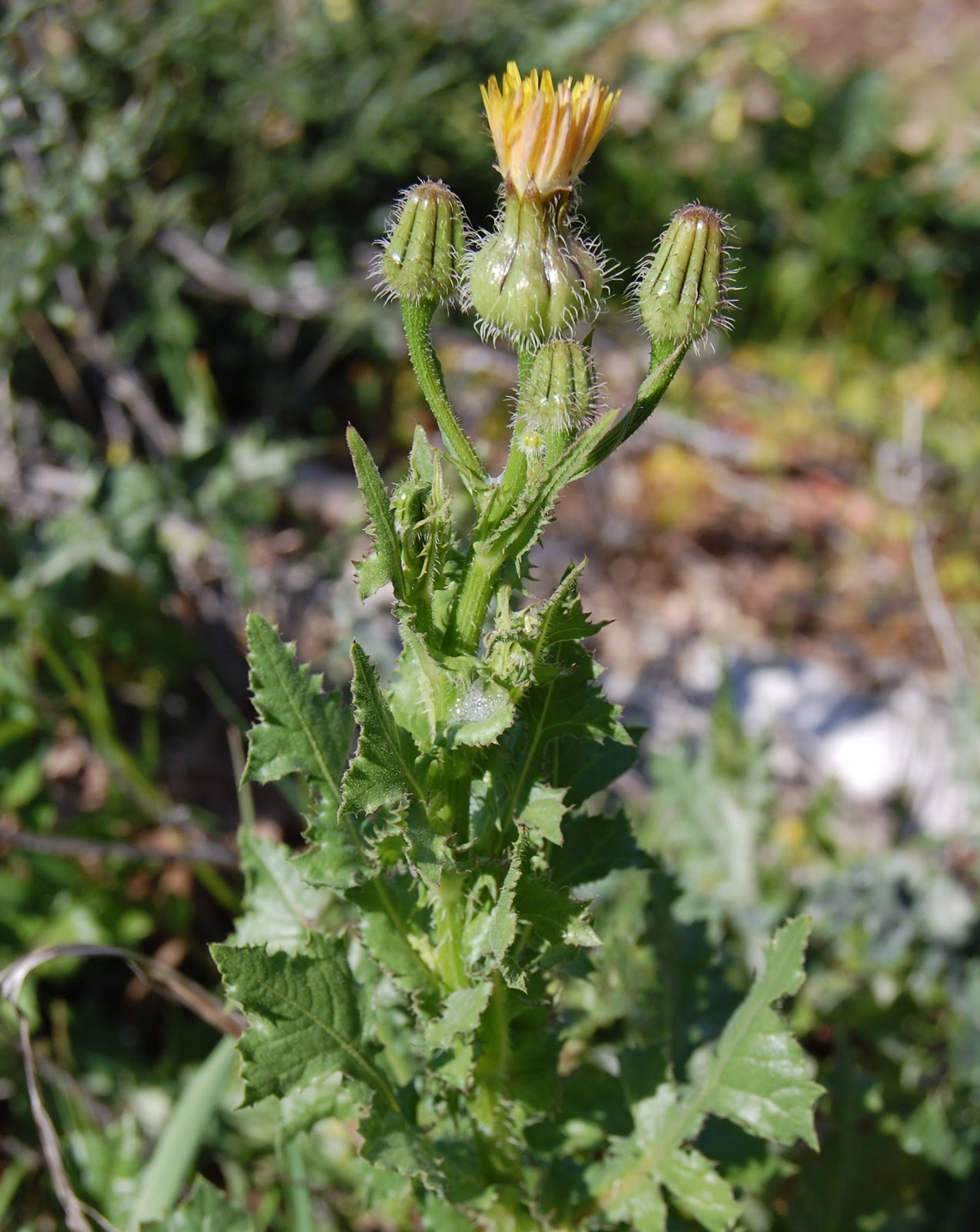 Plantas: Beleza e Diversidade: Leituga-de-burro (Urospermum picroides)