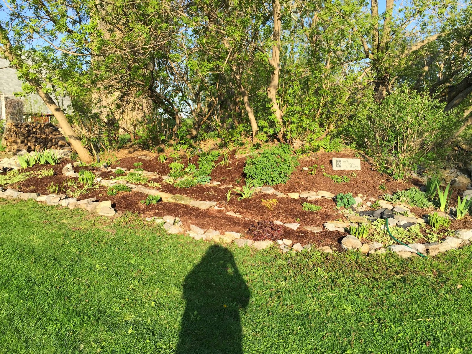 The Old Tattered Flag: Awwww, the green is here.....