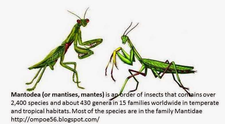 poedjo " SERANGGA (INSECT) " : BELALANG SEMBAH