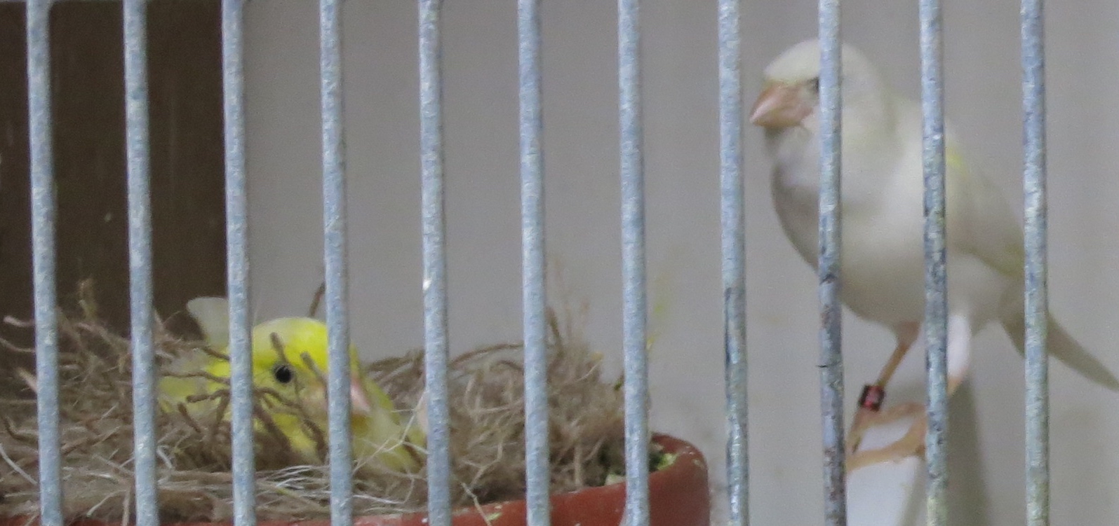 Canary Tales: Irish Fancy Brood Patch Part 2 Hen Whose Ready When I'am Not!
