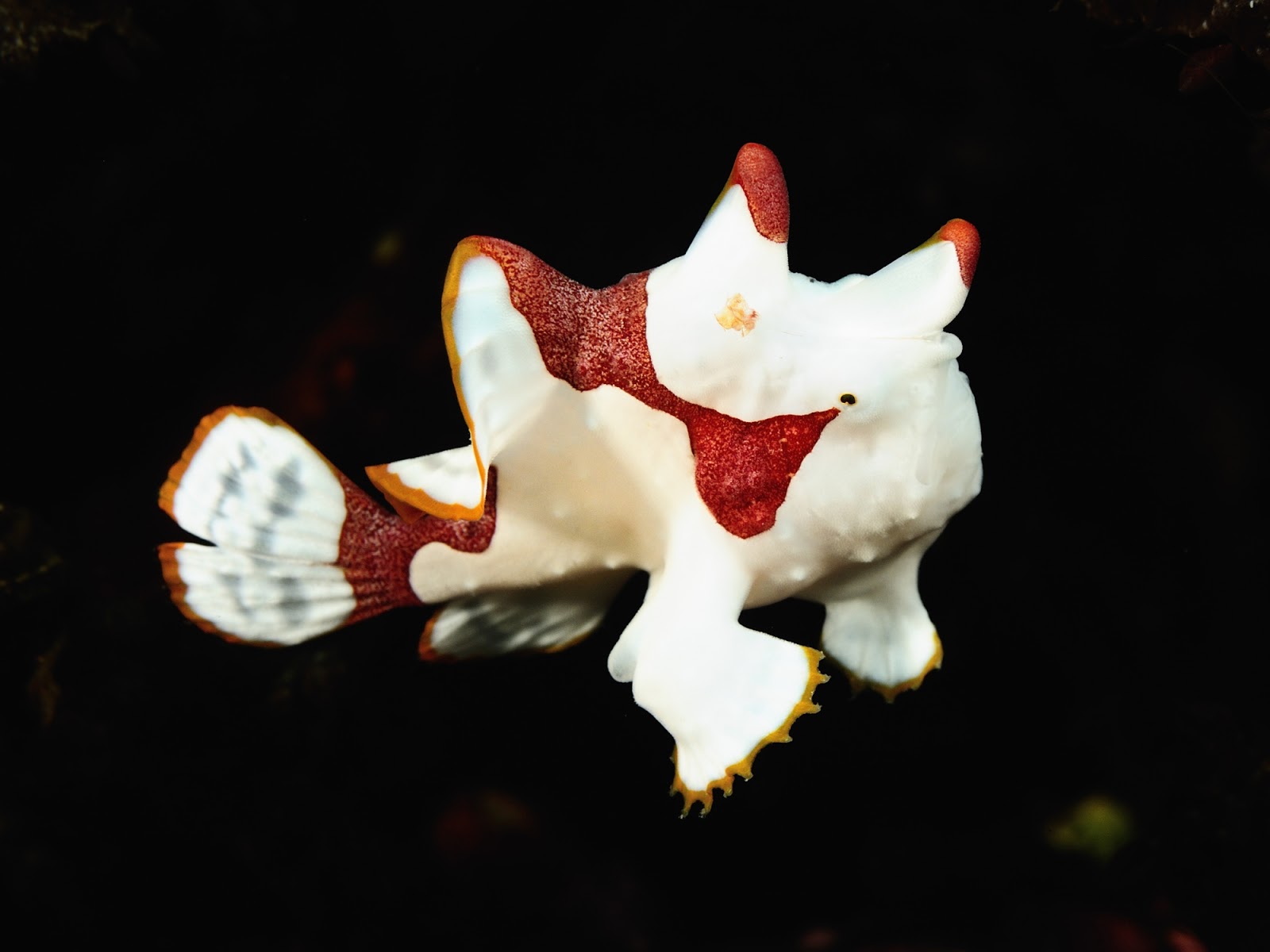 Scuba Diving the Philippines Indepth...: Negros Oriental - Dauin